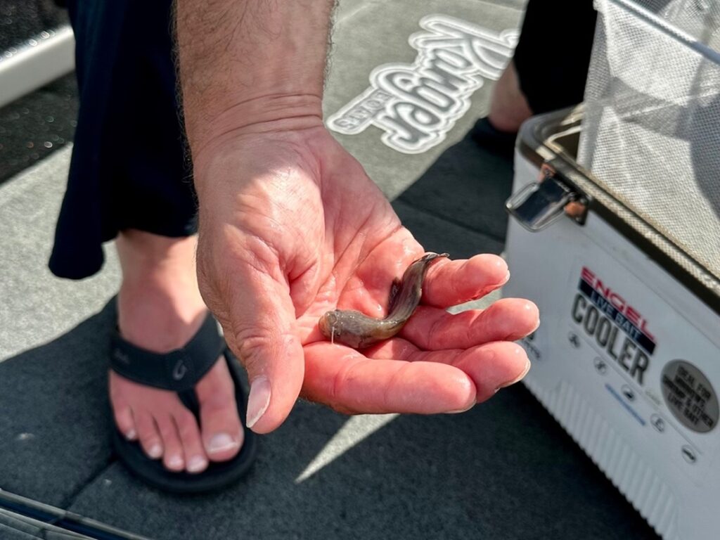 Ranger angler Mike Schommer Jr. Wins the NWT Mississippi River event in ...